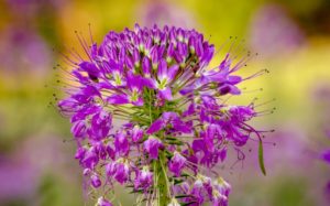 The Different Types of Cleome (Photos & Growing Tips) - Garden Lovers Club