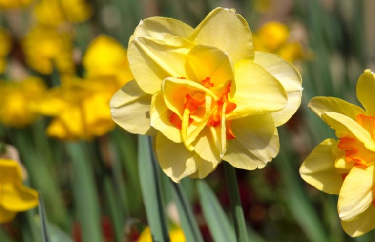 The Different Types of Daffodils - Garden Lovers Club