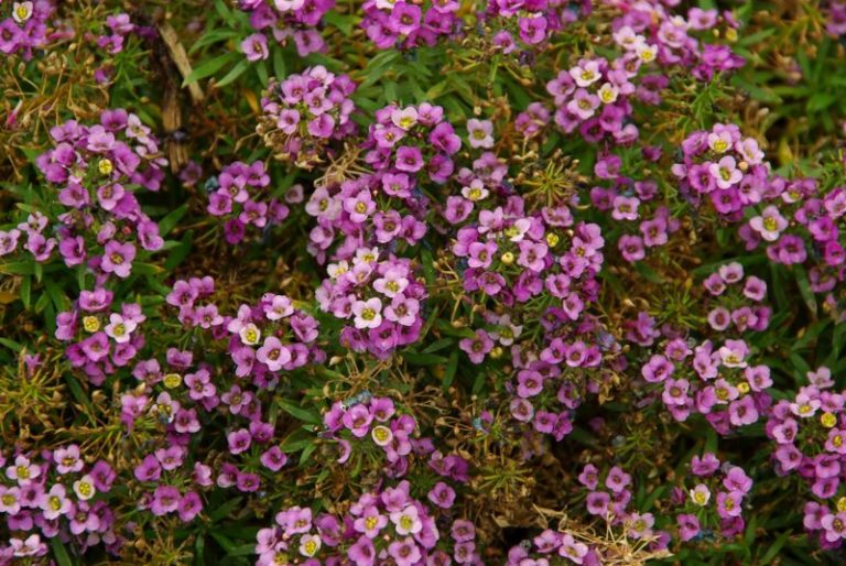 The Different Types of Alyssum (Photos) - Garden Lovers Club The Different Types of Alyssum (Photos) - Garden Lovers Club