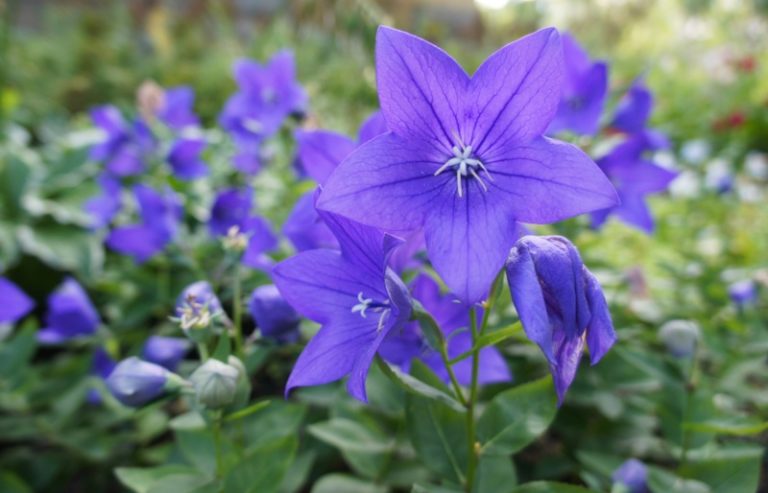 The Different Types of Balloon Flowers - Garden Lovers Club