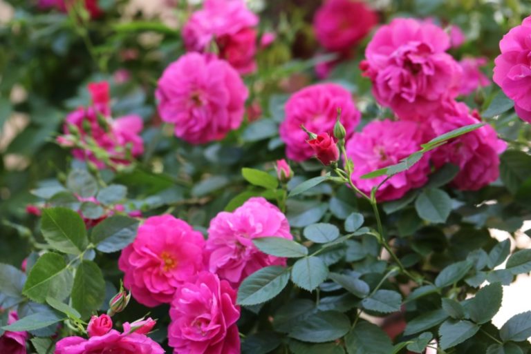 9 Perfect Perennials That Grow Well in Utah - Garden Lovers Club