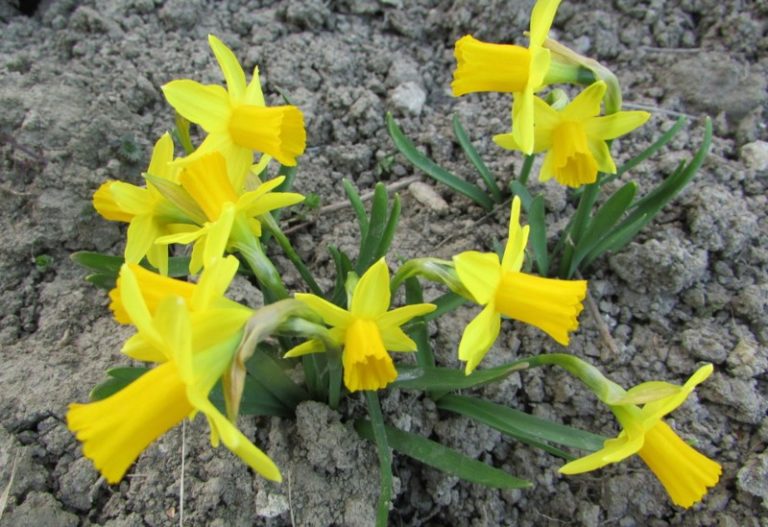 The Different Types of Daffodils - Garden Lovers Club