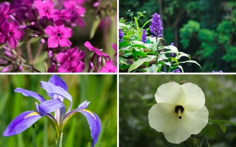 10 Fabulous Iowa Perennials - Garden Lovers Club