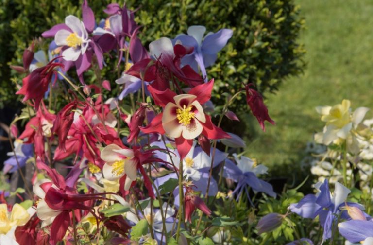 9 Perfect Perennials That Grow Well in Utah - Garden Lovers Club
