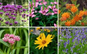11 Delightful New Jersey Perennials (Plus Growing Tips) - Garden Lovers ...