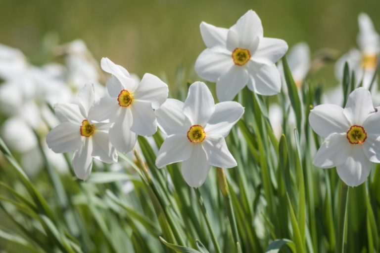 The Different Types of Daffodils - Garden Lovers Club