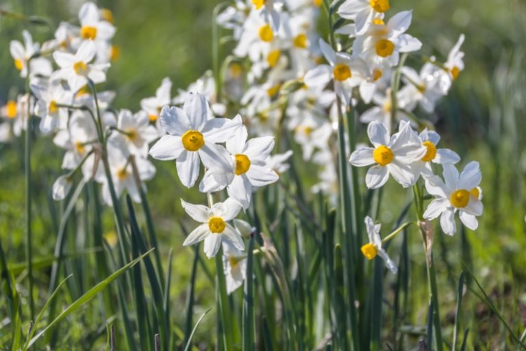 The Different Types of Daffodils - Garden Lovers Club