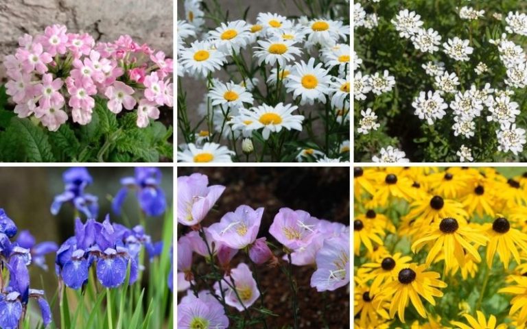 10 Best Border Perennials - Garden Lovers Club