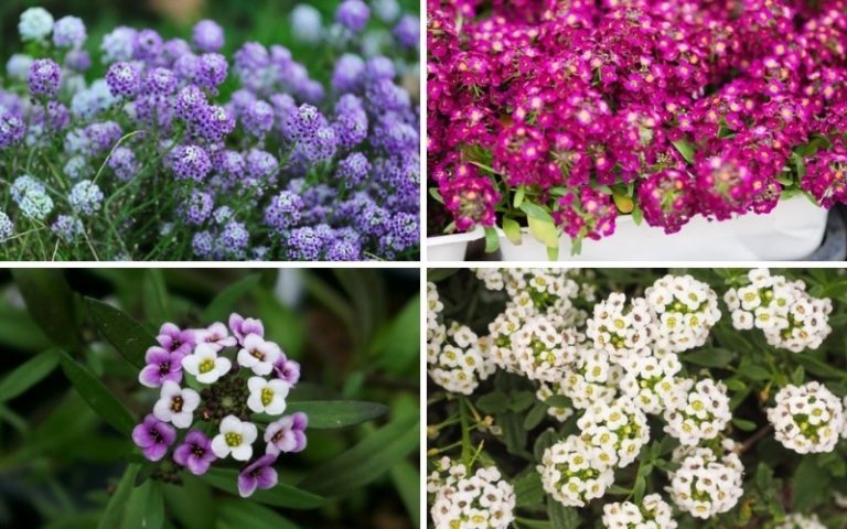 The Different Types of Alyssum (Photos) - Garden Lovers Club The Different Types of Alyssum (Photos) - Garden Lovers Club