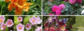 17 Different Types of Primrose Plants - Garden Lovers Club