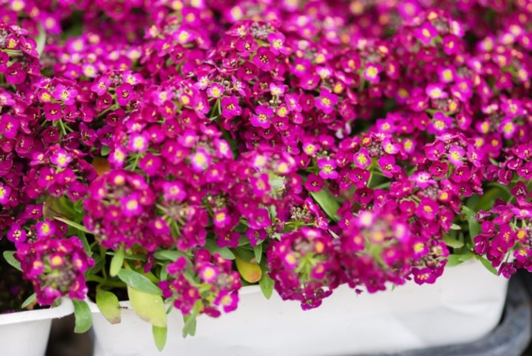 The Different Types of Alyssum (Photos) - Garden Lovers Club The Different Types of Alyssum (Photos) - Garden Lovers Club