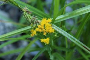 The Different Types of Goldenrod (Invasive) - Garden Lovers Club