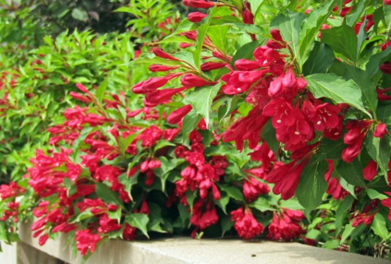 10 Different Types of Weigela (Gorgeous Varieties) - Garden Lovers Club