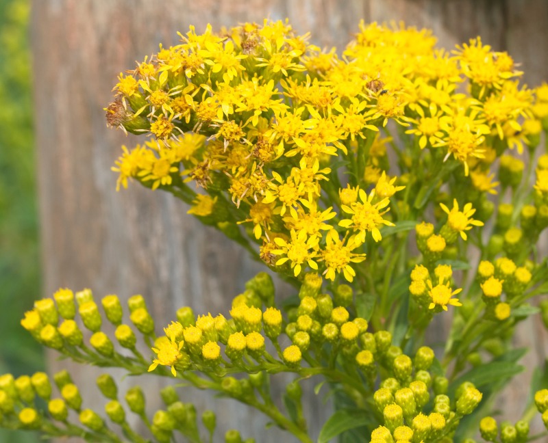 The Different Types of Goldenrod (Invasive) - Garden Lovers Club