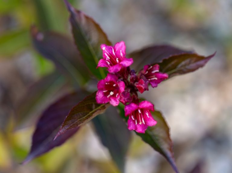 10 Different Types of Weigela (Gorgeous Varieties) - Garden Lovers Club