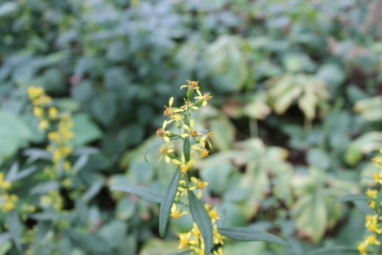 The Different Types of Goldenrod (Invasive) - Garden Lovers Club