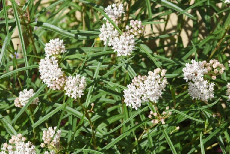 8 Different Types of Milkweed (Photos) - Garden Lovers Club