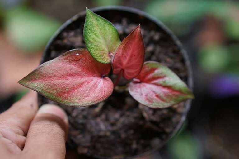 Growing Caladium: Complete Plant Care Guide - Garden Lovers Club