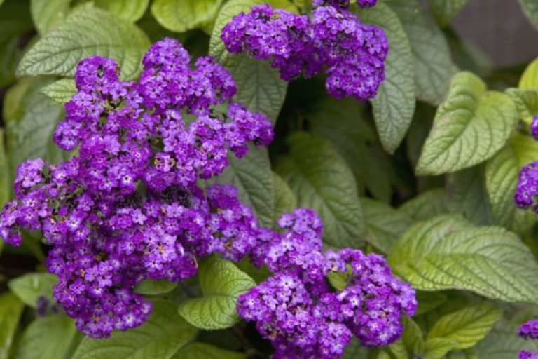 Different Types of Heliotrope for the Home and Garden - Garden Lovers Club
