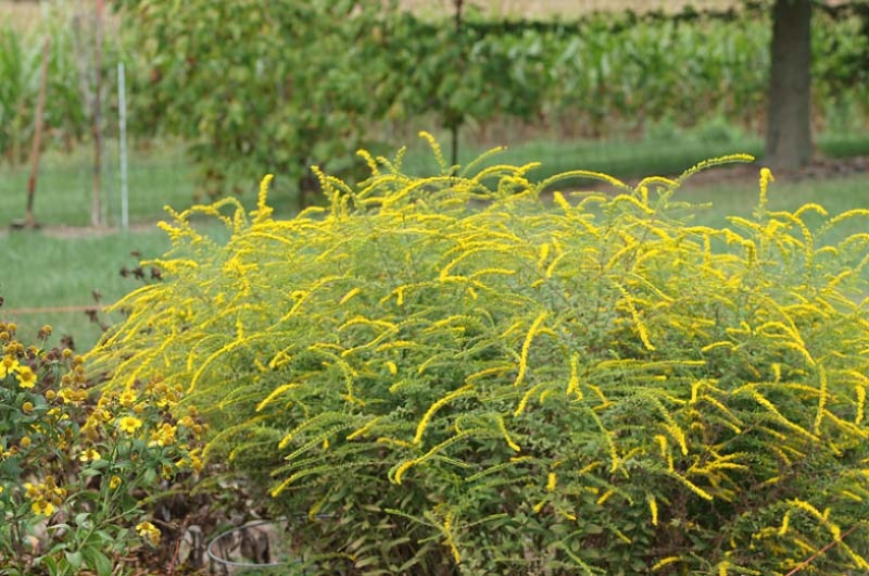 The Different Types of Goldenrod (Invasive) – Garden Lovers Club