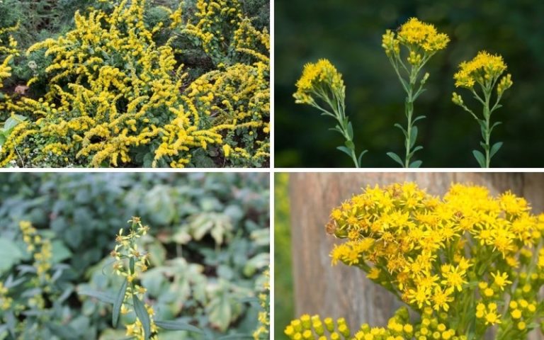 The Different Types of Goldenrod (Invasive) - Garden Lovers Club