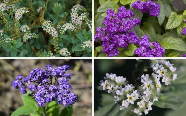 Different Types of Heliotrope for the Home and Garden - Garden Lovers Club