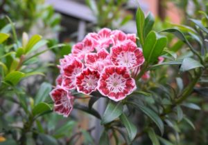The Different Types of Mountain Laurel (Photos) - Garden Lovers Club