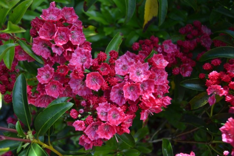 The Different Types of Mountain Laurel (Photos) - Garden Lovers Club