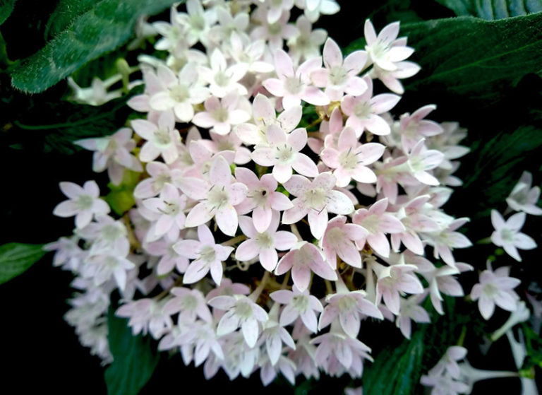 Tips for Growing Pentas (Growing Guide) - Garden Lovers Club