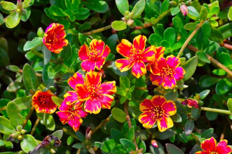 Different Types of Portulaca (Photos) - Garden Lovers Club
