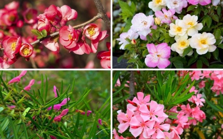 10 Flowering Shrubs for Full Sun - Garden Lovers Club