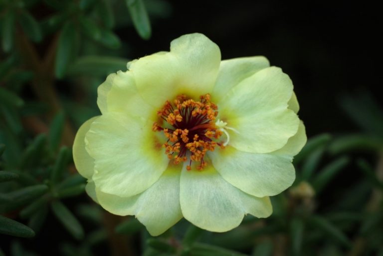Different Types of Portulaca (Photos) - Garden Lovers Club