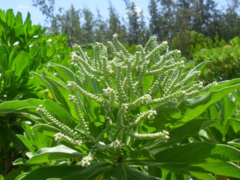 Different Types of Heliotrope for the Home and Garden - Garden Lovers Club