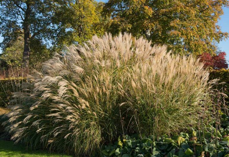 10 Invasive Ornamental Grasses to Avoid in Your Garden - Garden Lovers Club