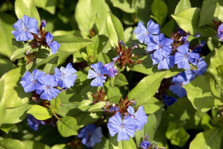 8 Different Types of Plumbago (Leadwort) - Garden Lovers Club