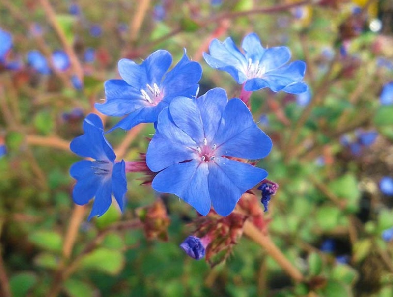 8 Different Types of Plumbago (Leadwort) - Garden Lovers Club