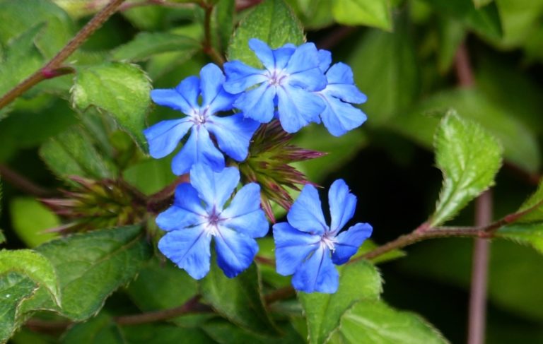8 Different Types of Plumbago (Leadwort) - Garden Lovers Club