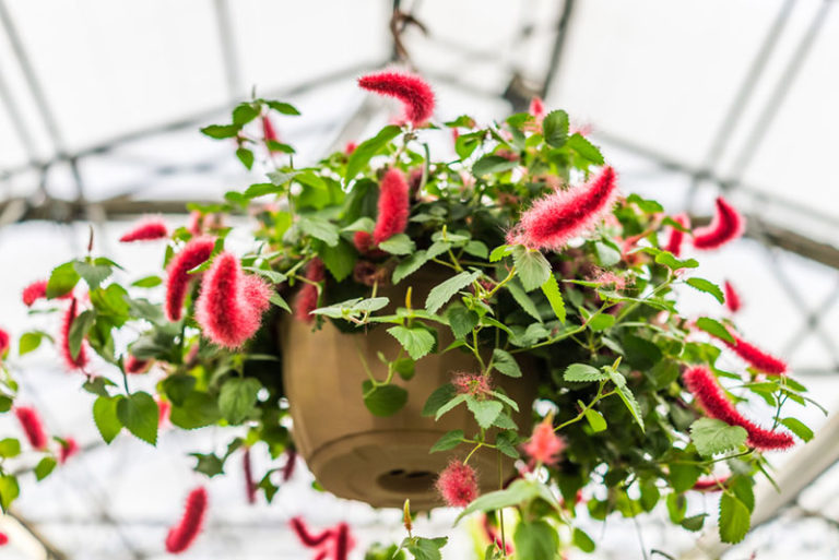 Growing Guide: Tips for Growing Chenille Plants - Garden Lovers Club