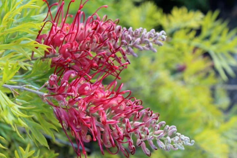 10 Different Types of Grevillea - Garden Lovers Club