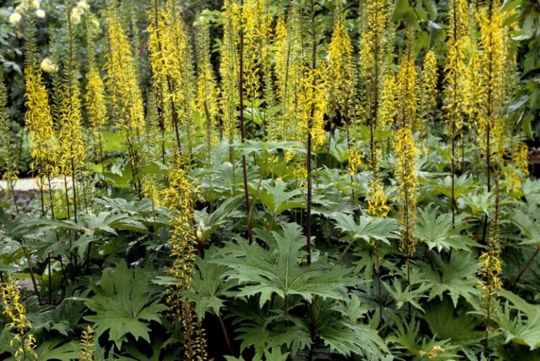 12 Different Types of Ligularia Varieties - Garden Lovers Club