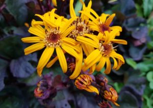 12 Different Types of Ligularia Varieties - Garden Lovers Club