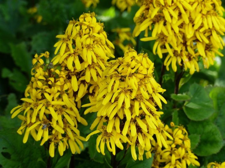 12 Different Types of Ligularia Varieties - Garden Lovers Club