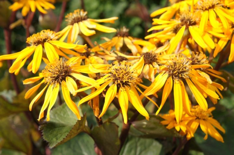 12 Different Types of Ligularia Varieties - Garden Lovers Club