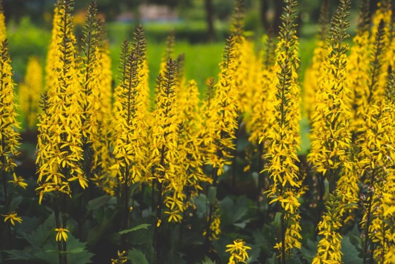 12 Different Types of Ligularia Varieties - Garden Lovers Club
