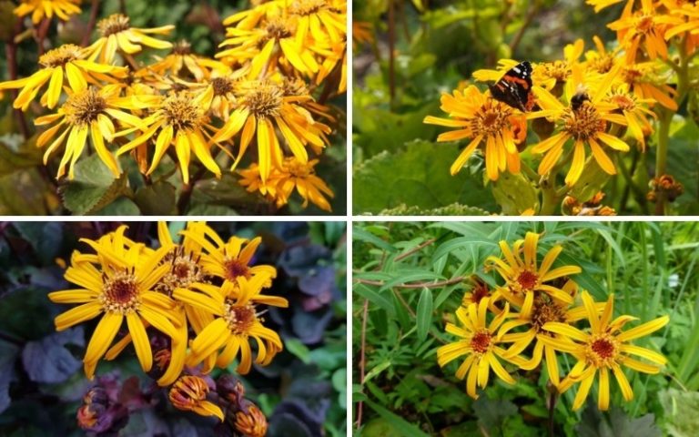 12 Different Types of Ligularia Varieties - Garden Lovers Club