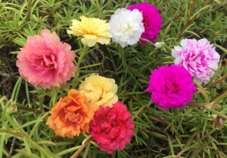 Different Types of Portulaca (Photos) - Garden Lovers Club