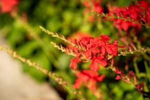 8 Different Types of Plumbago (Leadwort) - Garden Lovers Club