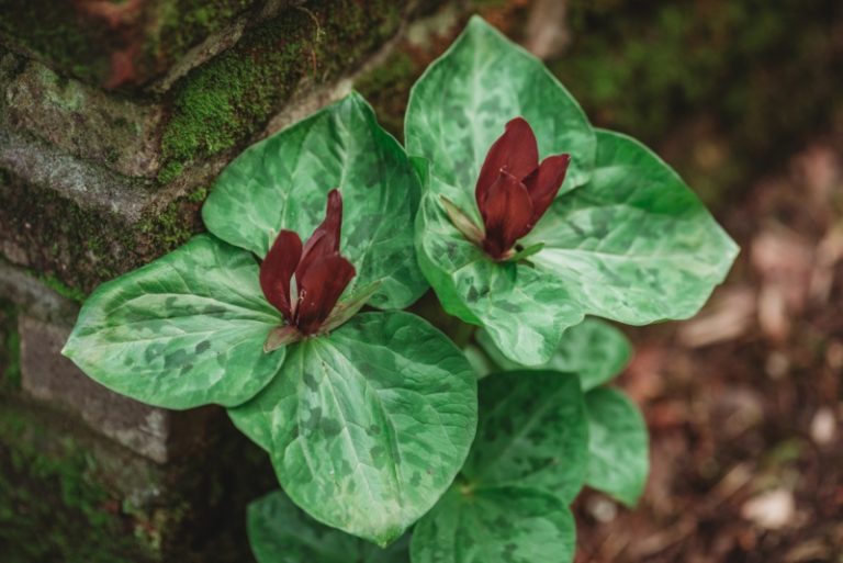 8 Different Types of Trillium Flowers - Garden Lovers Club