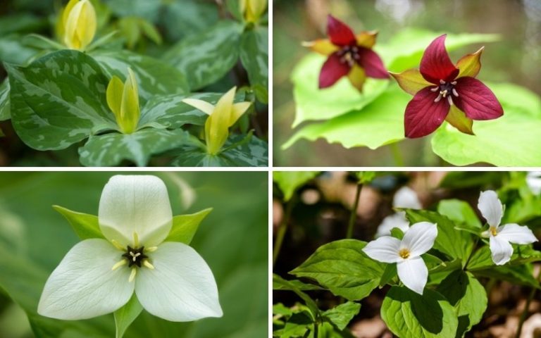 8 Different Types of Trillium Flowers - Garden Lovers Club