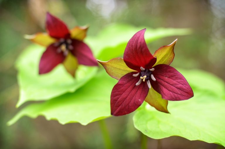 8 Different Types of Trillium Flowers - Garden Lovers Club